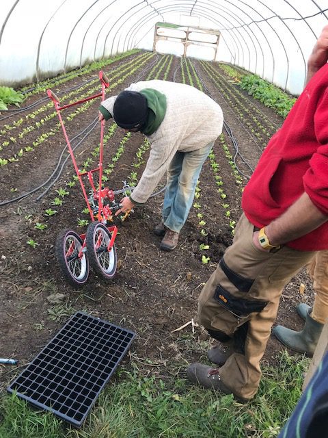 A local organic veg box scheme on the rise - Coleshill Organics - Fruit ...